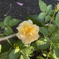 Rose (Rosa 'King's Ransom') in the Roses Database - Garden.org