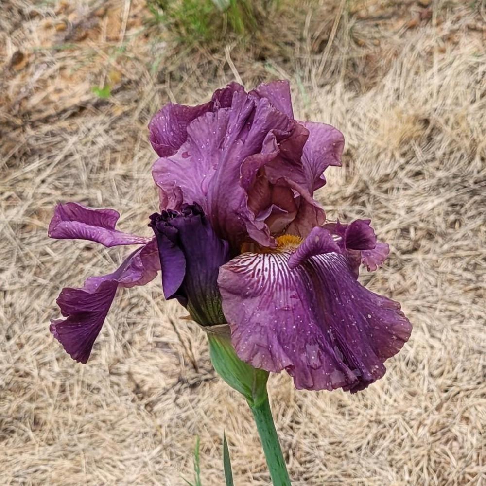 Photo of the bloom of Tall Bearded Iris (Iris 'Imminent Storm') posted ...
