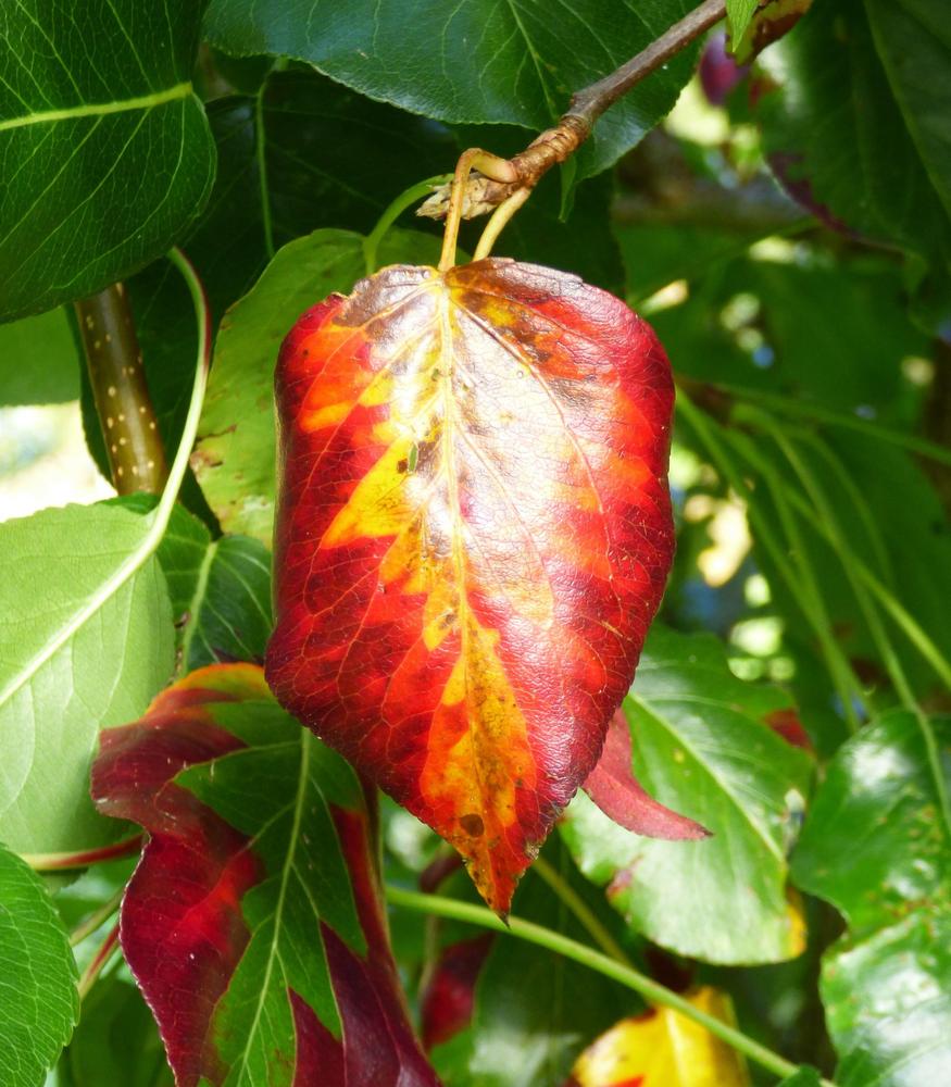 Photo of the fall color of Callery Pear (Pyrus calleryana 'Kea') posted ...