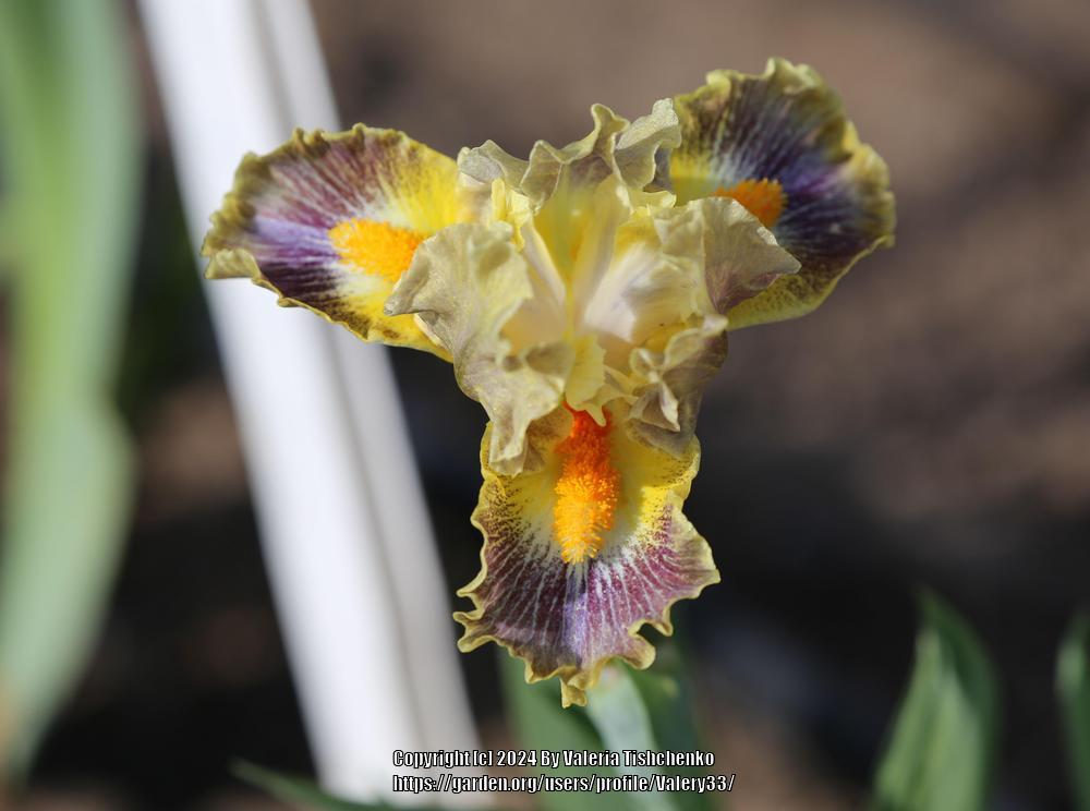 Standard Dwarf Bearded Iris (Iris 'Flying Monkey') in the Irises ...