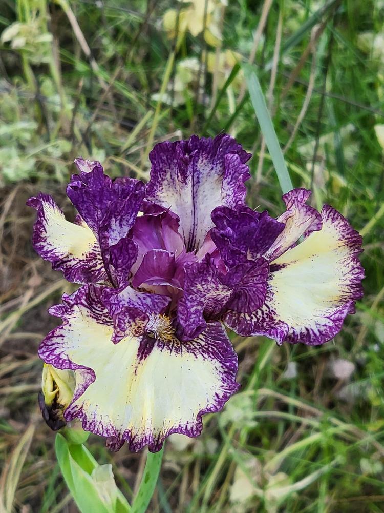 Intermediate Bearded Iris (Iris 'Midway Point') in the Irises Database ...