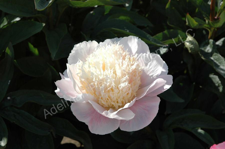 Photo of the bloom of Peony (Paeonia lactiflora 'Cream Puff') posted by ...
