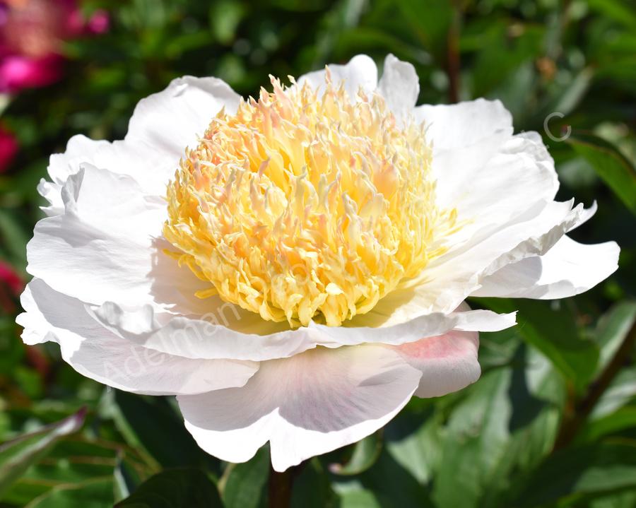 Photo of the bloom of Peony (Paeonia lactiflora 'Cream Puff') posted by ...