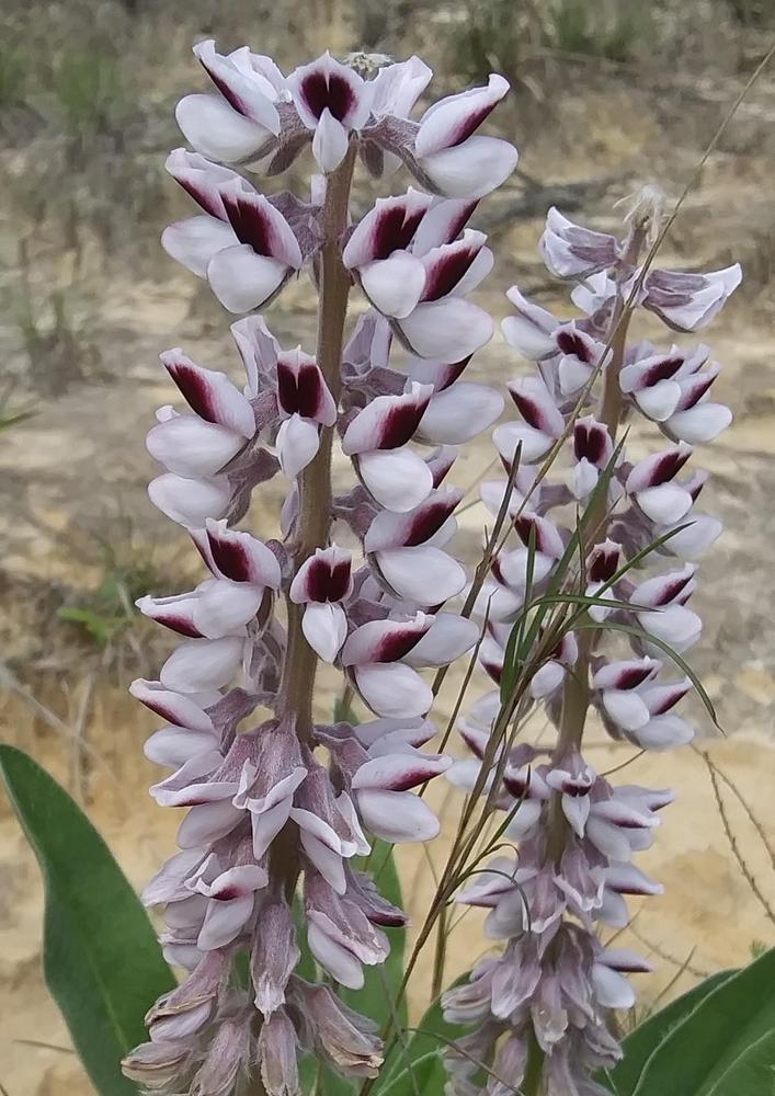 Lady Lupine (Lupinus villosus) - Garden.org