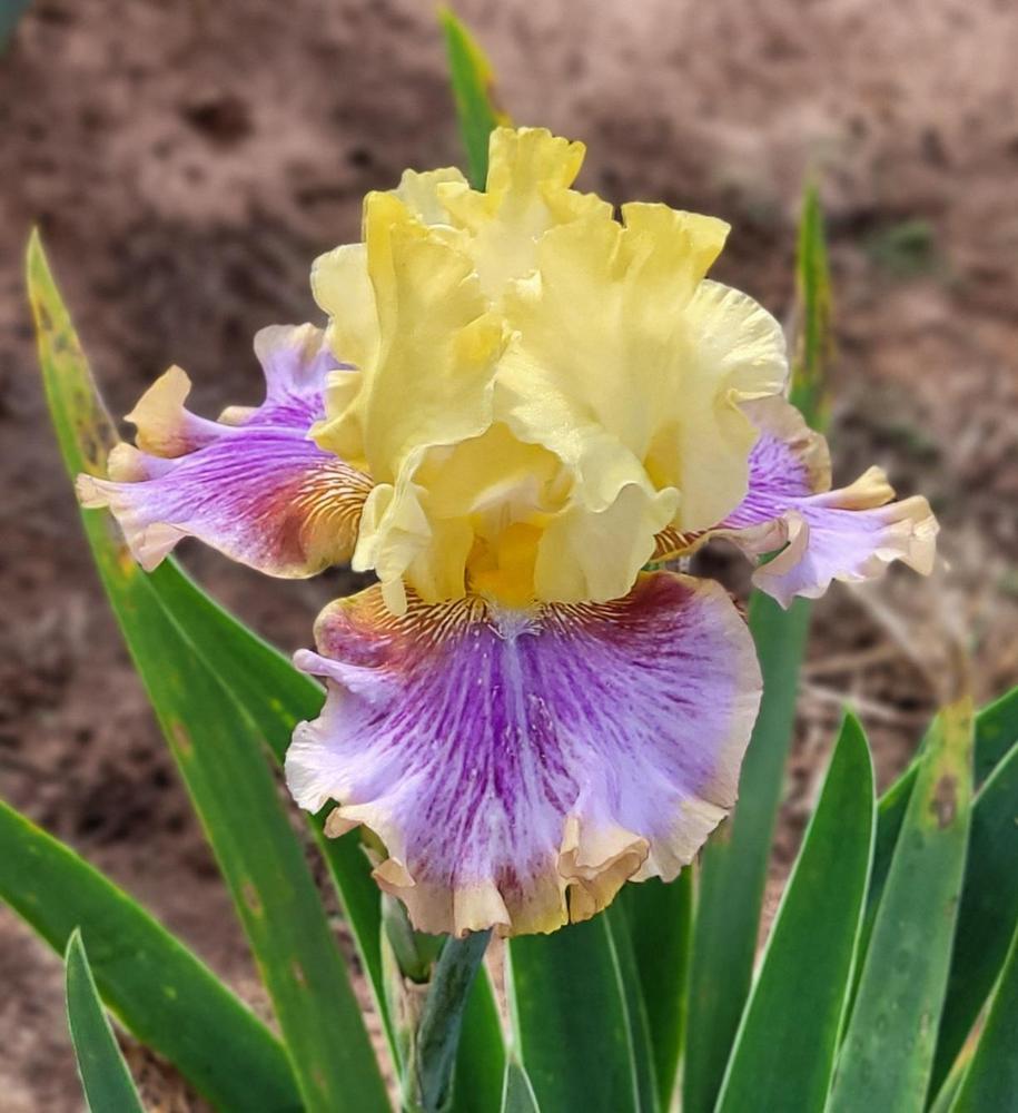 Photo of the bloom of Tall Bearded Iris (Iris 'Bold Pattern') posted by ...