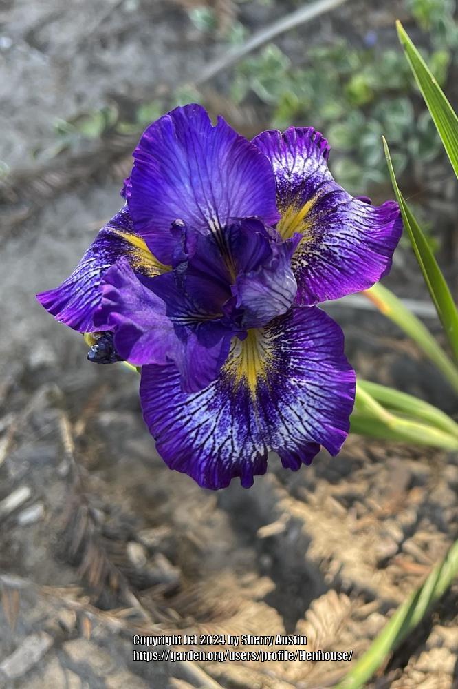 Photo of the bloom of Pacific Coast Iris (Iris 'Night Crossing') posted ...