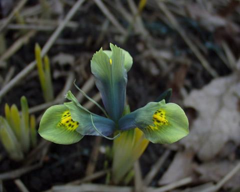 Reticulated Iris (Iris 'Sea Green') in the Irises Database - Garden.org