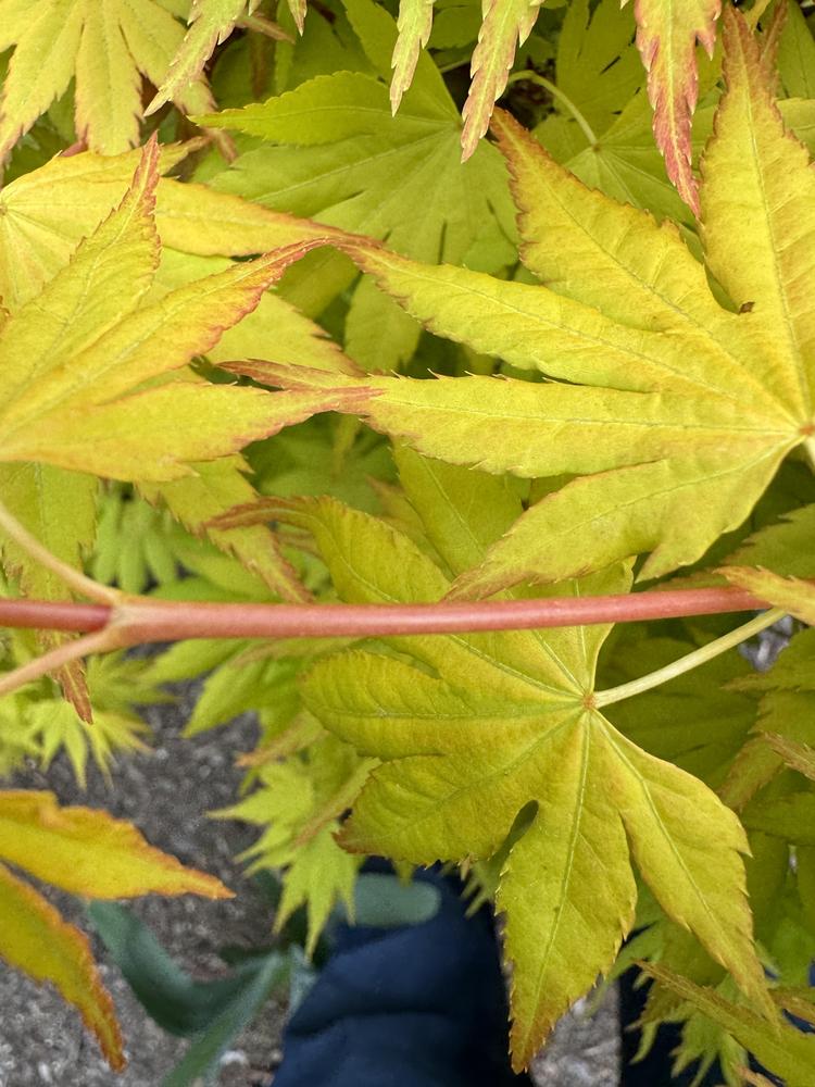 Japanese maple identification in the Ask a Question forum - Garden.org