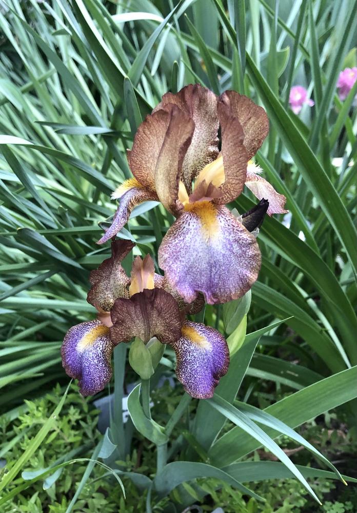 Miniature Tall Bearded Iris (Iris 'Merit') in the Irises Database ...