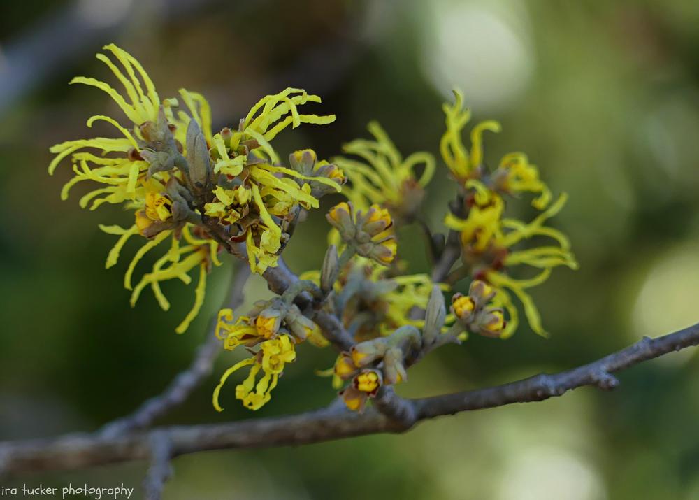 Chinese Witch Hazel (Hamamelis mollis 'Sweet Sunshine') in the Witch ...