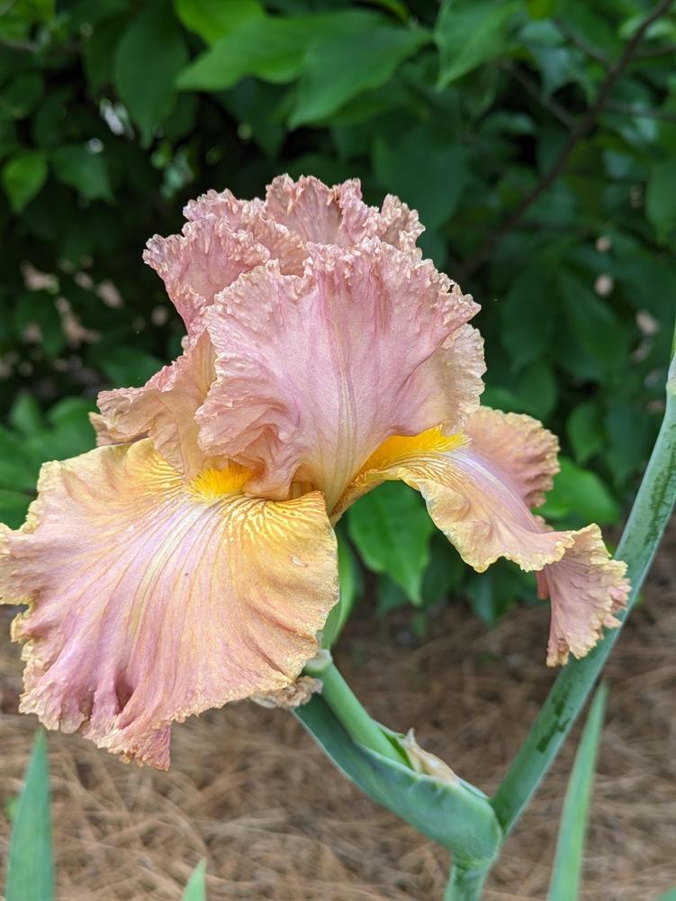Tall Bearded Iris (Iris 'Old Master') in the Irises Database - Garden.org