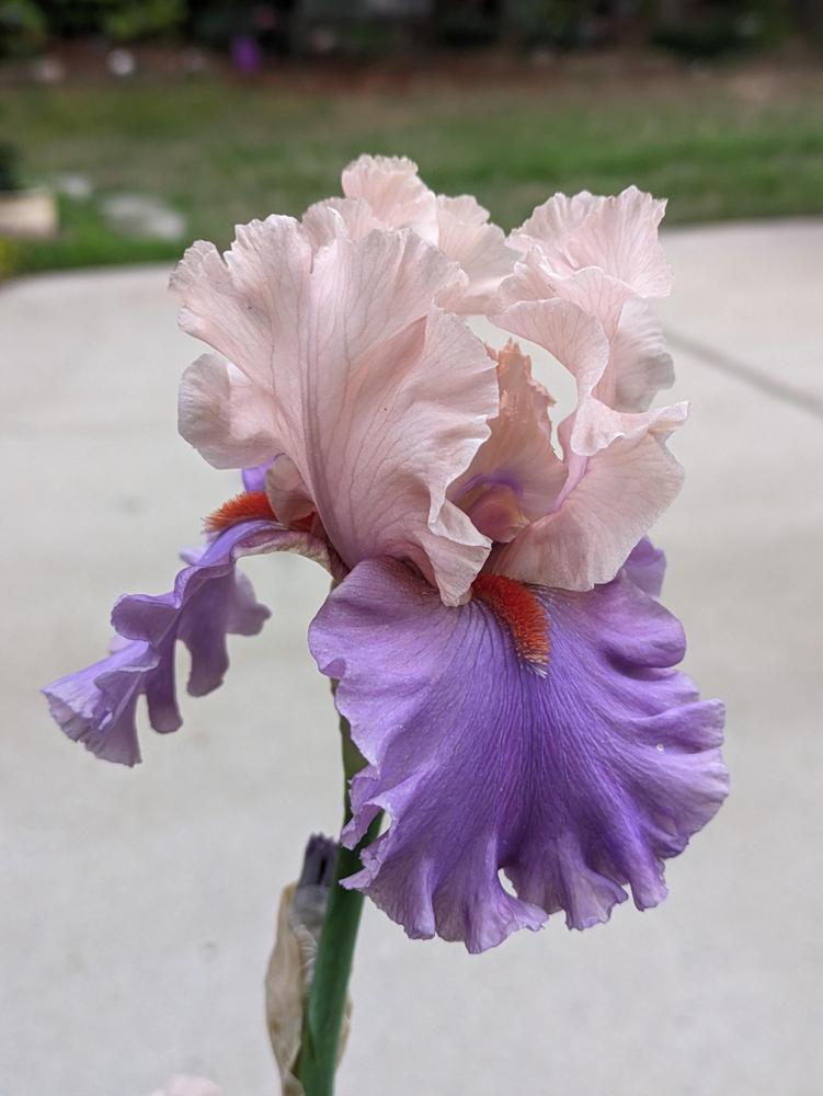 Photo of the bloom of Tall Bearded Iris (Iris 'Don't Talk Back') posted ...