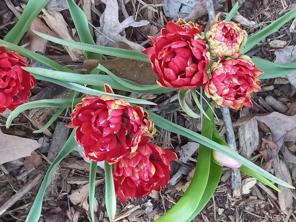Photo of the bloom of Tulip (Tulipa humilis 'Samantha') posted by RickM ...