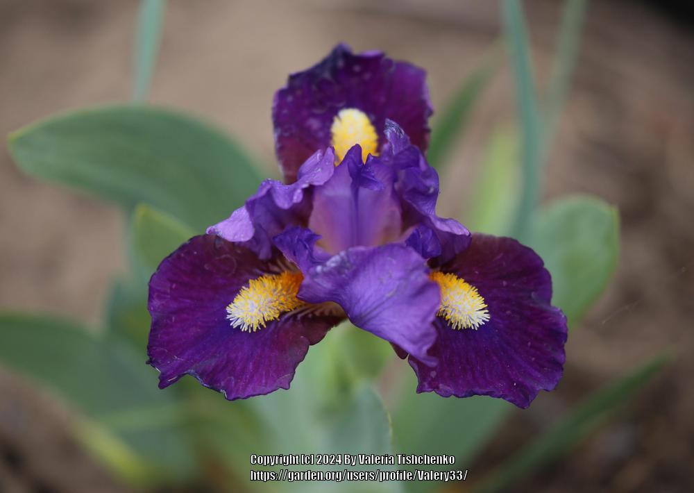 Photo of the bloom of Standard Dwarf Bearded Iris (Iris 'Beckoning ...