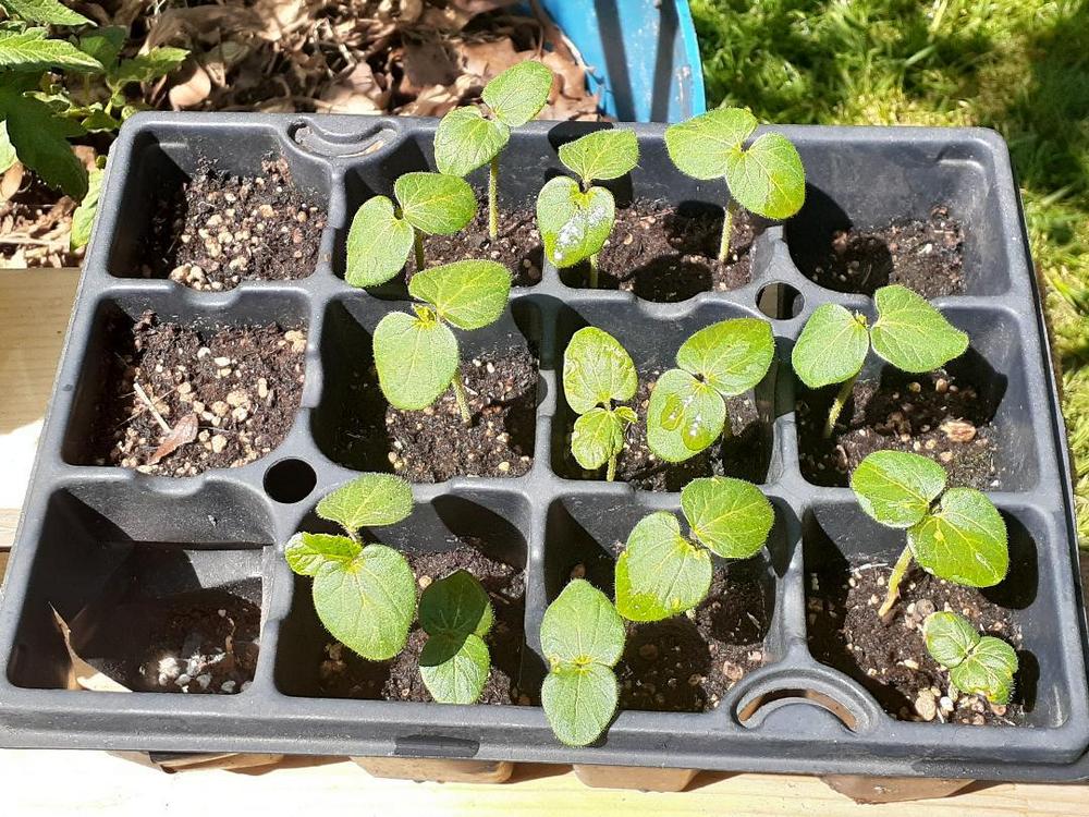 Viewing post #3096058 by Zeta7 - Garden.org