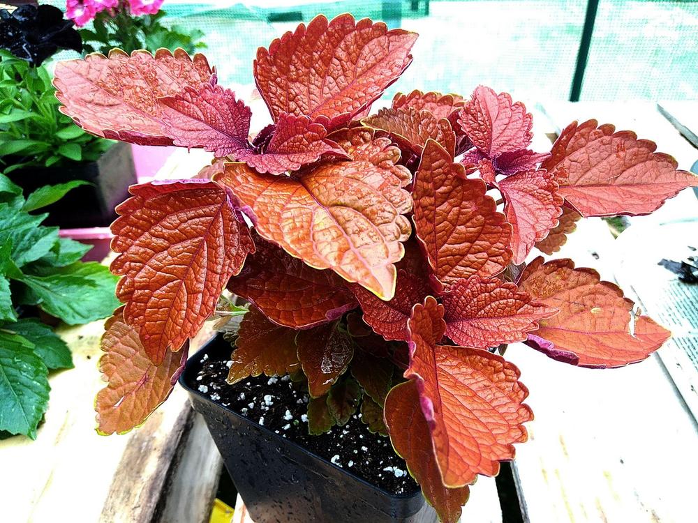 Coleus (Coleus scutellarioides Main Street™ Wall Street) in the Coleus ...