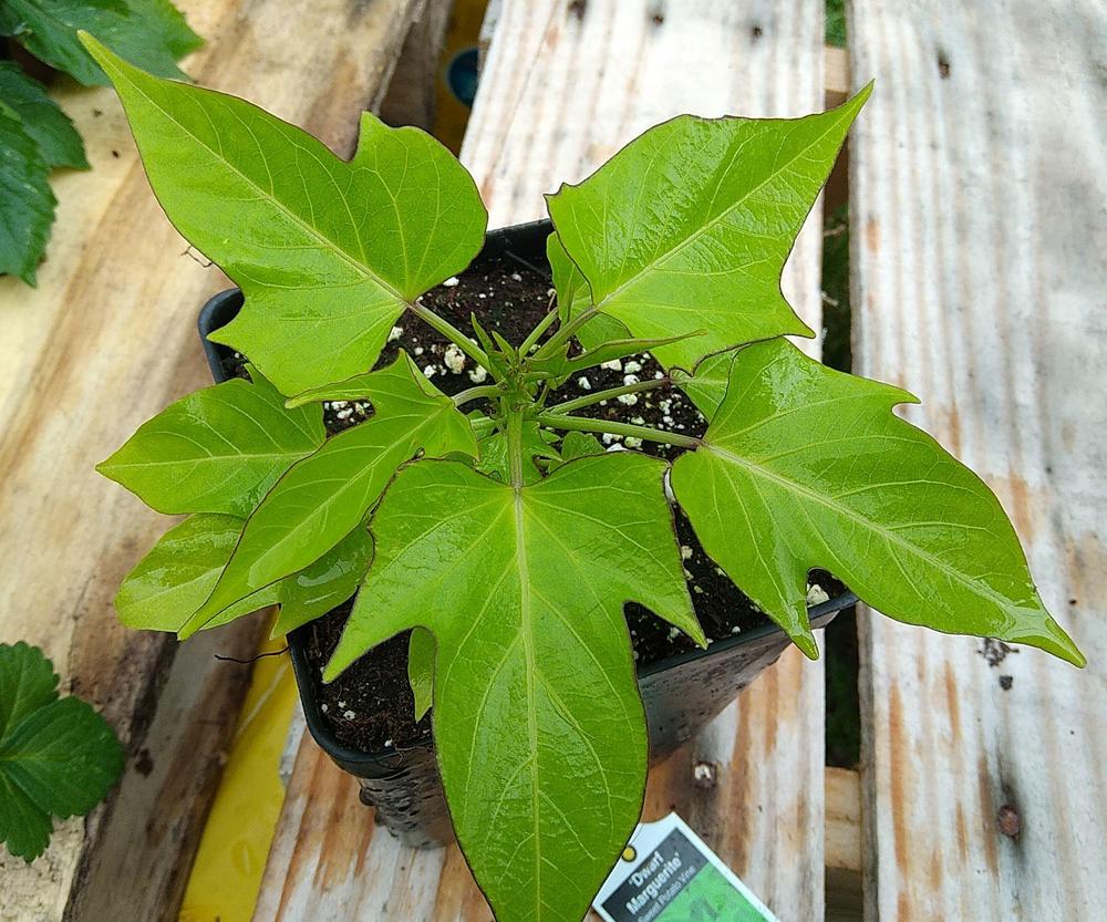 Sweet Potato Vine (Ipomoea batatas 'Dwarf Marguerite') in the Sweet ...