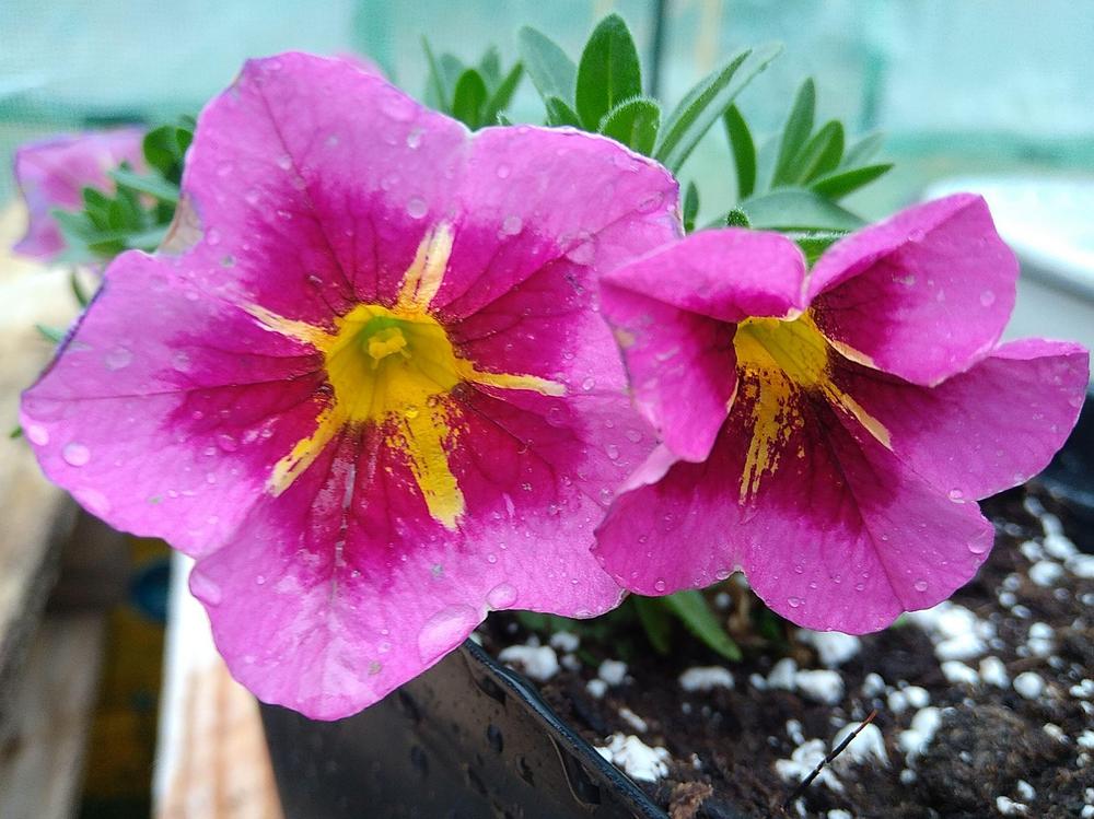 Photo of the bloom of Million Bells (Calibrachoa TikTok® Rose) posted ...