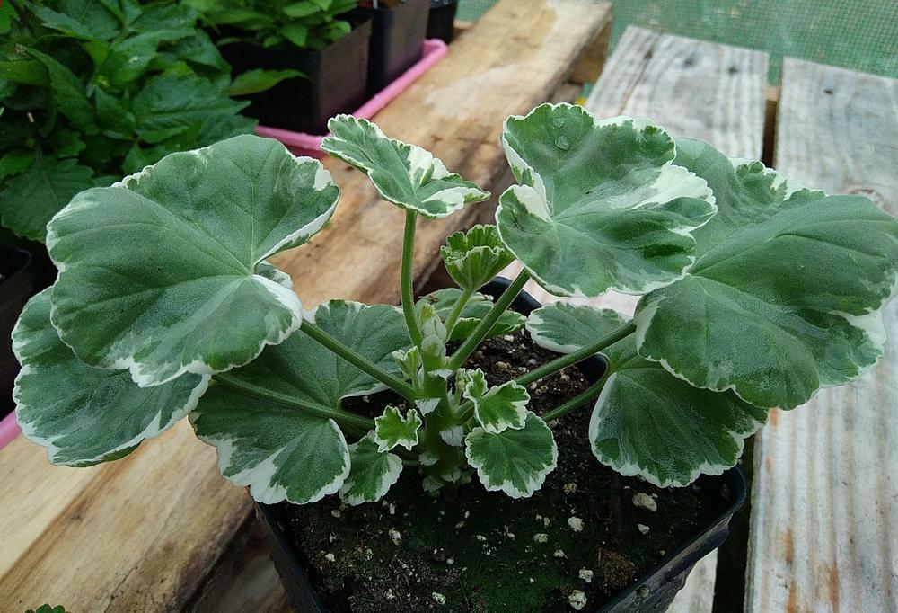 Photo of the seedling or young plant of Fish Geranium (Pelargonium x ...