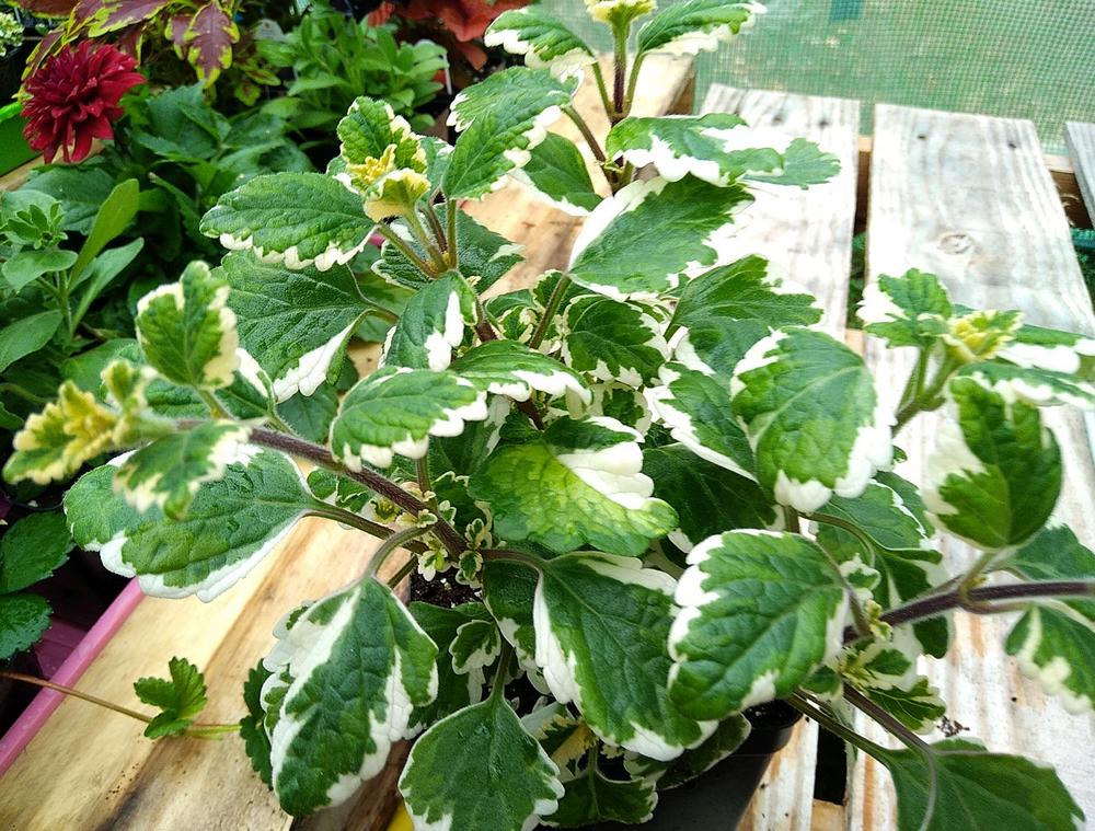 Photo of the leaves of Variegated Swedish Ivy (Plectranthus glabratus ...