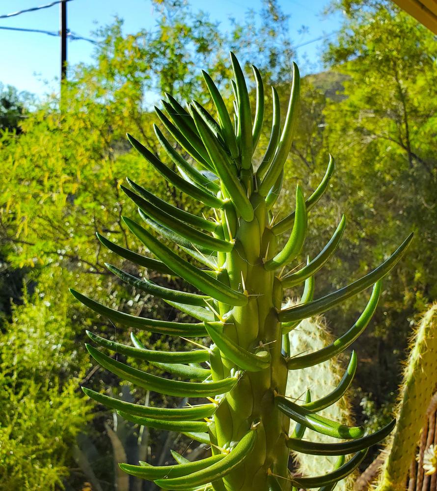 Photo of the stem, scape, stalk or bark of Eve's Needle Cactus ...