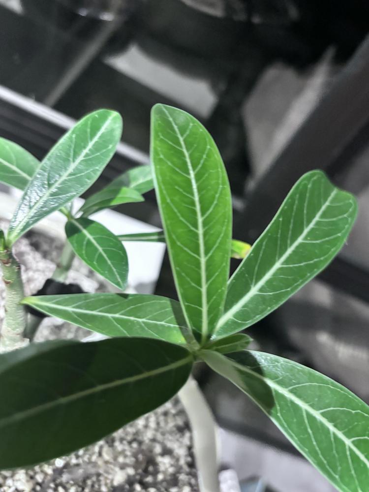 Adenium dormant? in the Adeniums forum - Garden.org