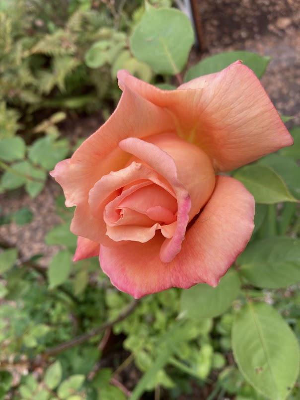 Photo of the bloom of Rose (Rosa 'Helen Traubel') posted by pmpauley ...