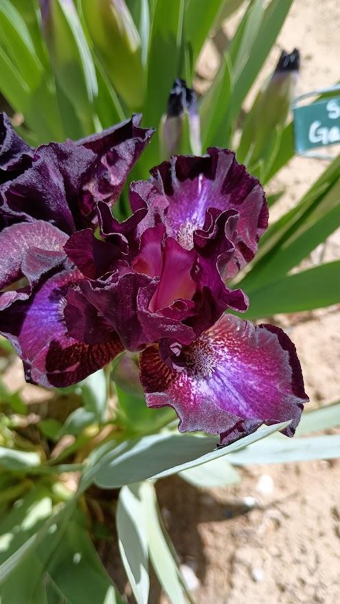 Photo of the bloom of Standard Dwarf Bearded Iris (Iris 'Small Galaxy') posted by scary1785 ...