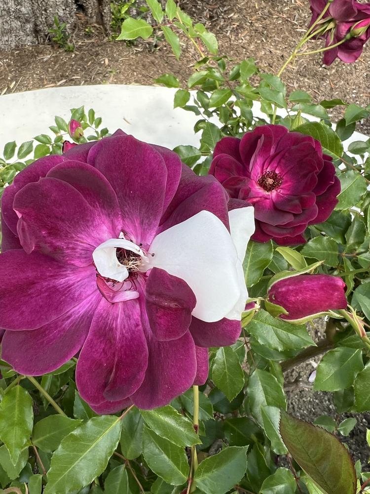 1/2 and 1/2 color rose in the Roses forum - Garden.org