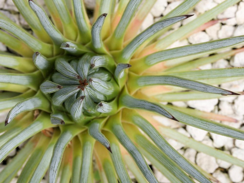 Century Plant (Agave rzedowskiana) in the Agaves Database - Garden.org