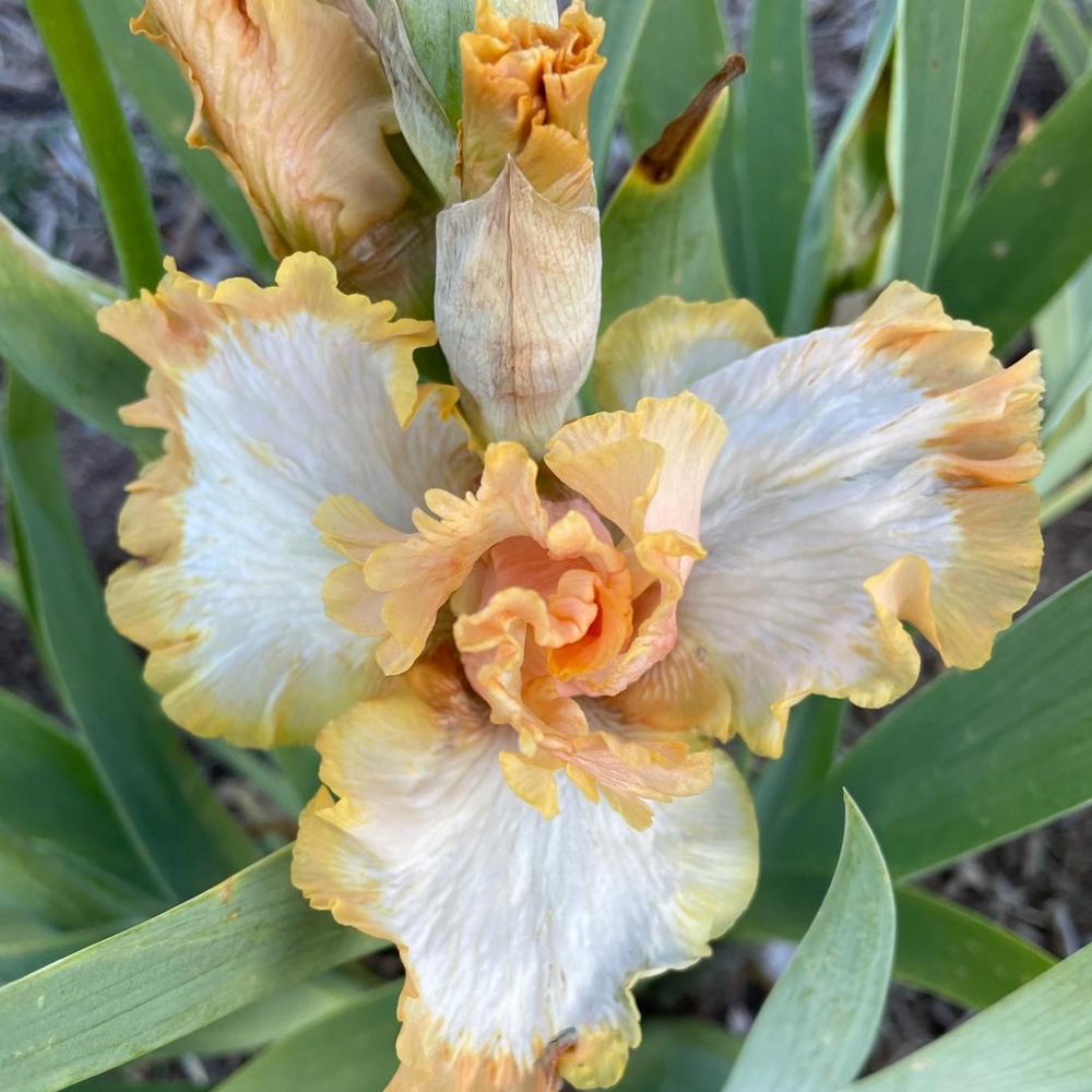 Photo of the bloom of Tall Bearded Iris (Iris 'Halo in Peach') posted ...