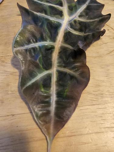 Assistance Requested - Please in the Ask a Question forum - Garden.org