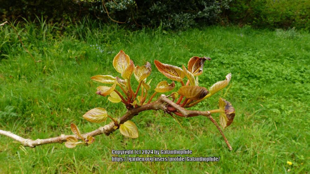 Igiri (Idesia polycarpa) - Garden.org