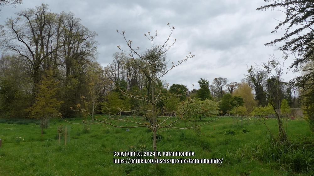 Photo of the entire plant of Igiri (Idesia polycarpa) posted by ...