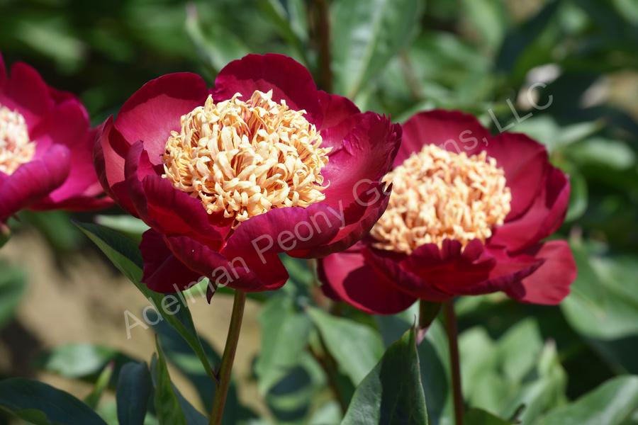 Photo of the bloom of Peony (Paeonia lactifora 'Sword Dance') posted by ...