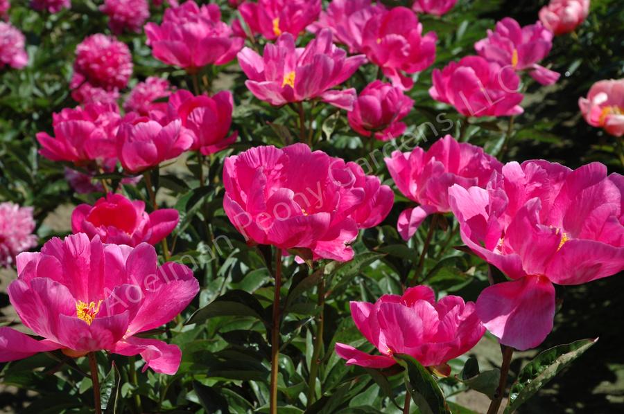 Photo of the entire plant of Chinese Peony (Paeonia lactiflora ...