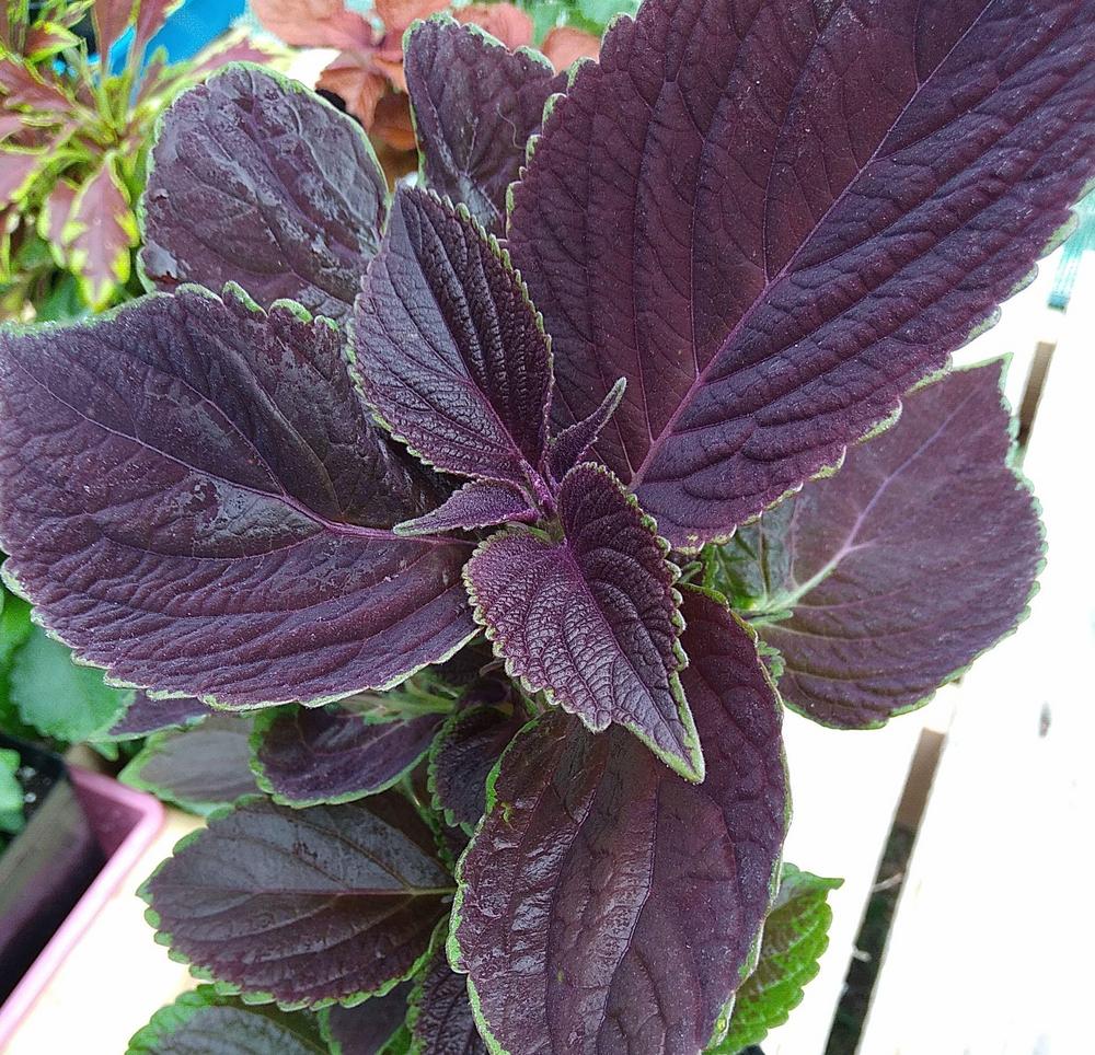 Photo of the leaves of Coleus (Coleus scutellarioides Volcanica™ Solar ...