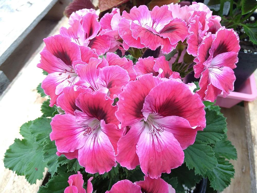 Photo of the seedling or young plant of Regal Geranium (Pelargonium x ...