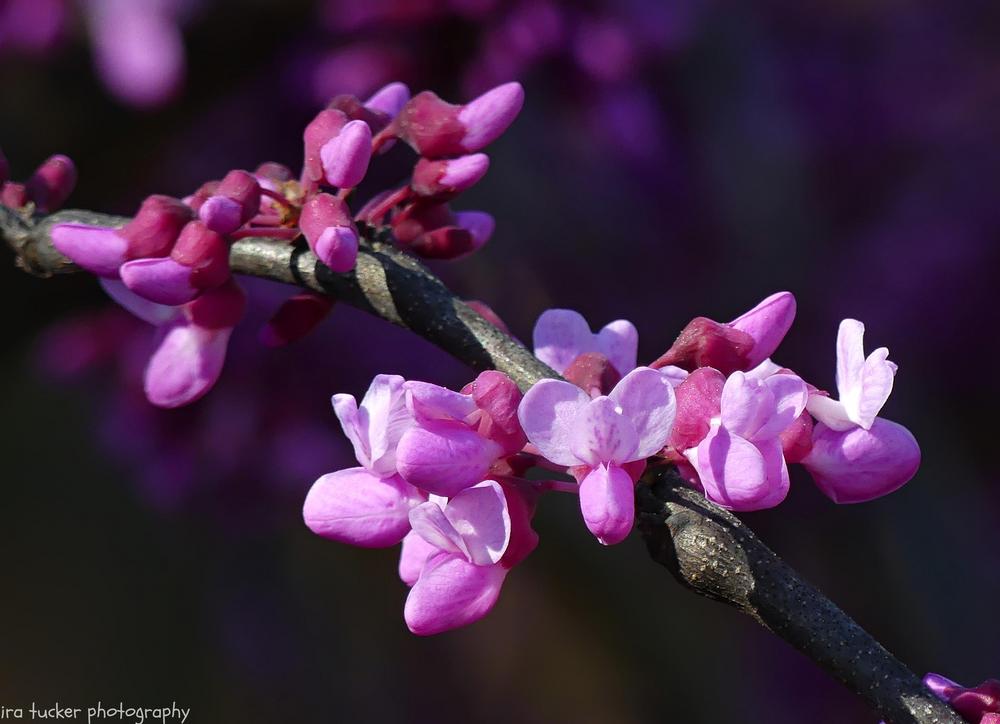 Photo of the bloom of Texas Redbud (Cercis canadensis var. texensis ...