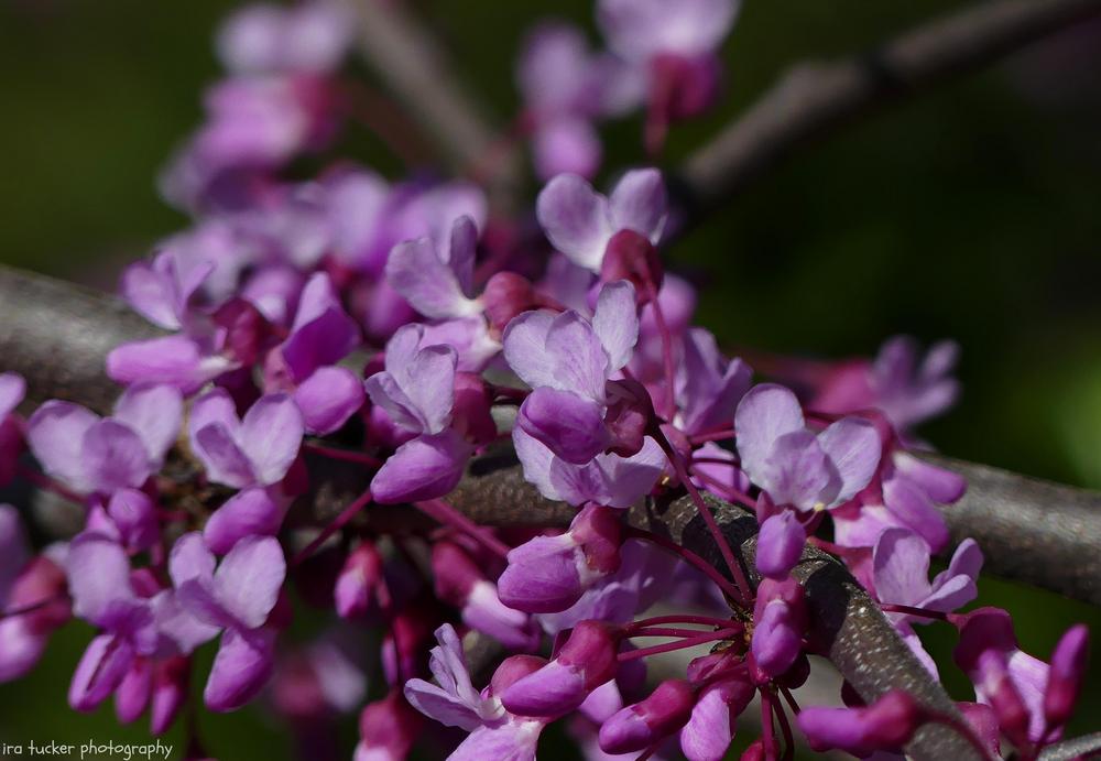 Photo of the bloom of Eastern Redbud (Cercis canadensis 'Whitewater ...