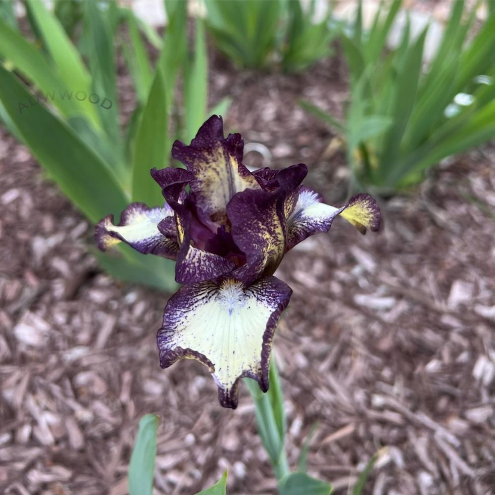 Photo of the bloom of Standard Dwarf Bearded Iris (Iris 'True Grit') posted by ADWWood - Garden.org
