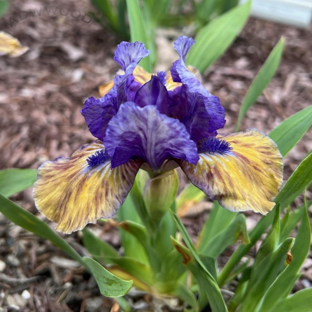 Standard Dwarf Bearded Iris (Iris 'People Pleaser') in the Irises ...
