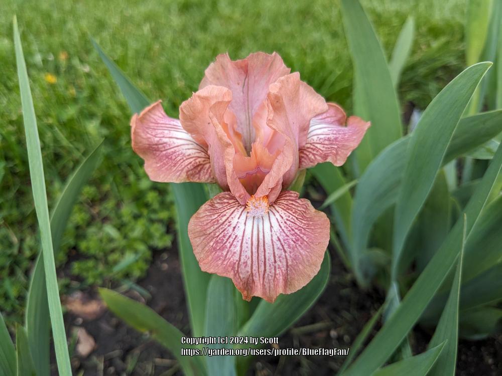Photo of the bloom of Standard Dwarf Bearded Iris (Iris 'Peach Pie ...