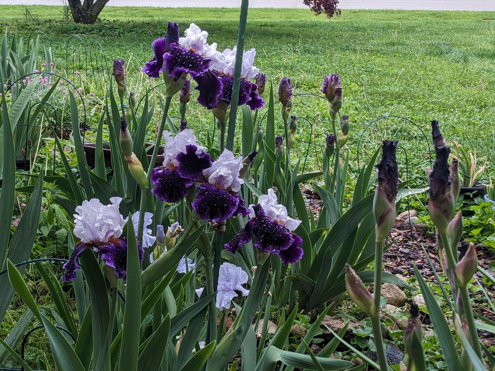 Photo of the entire plant of Tall Bearded Iris (Iris 'Magnétisme ...