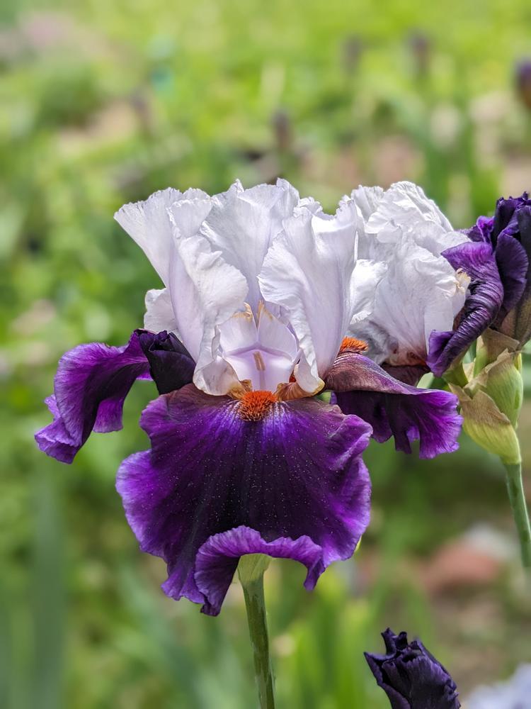 Photo of the bloom of Tall Bearded Iris (Iris 'Magnétisme') posted by ...