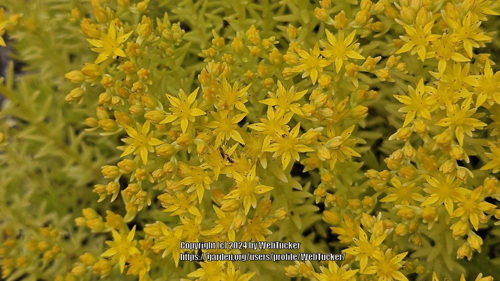 Photo of the entire plant of Mexican Stonecrop (Sedum mexicanum) posted ...
