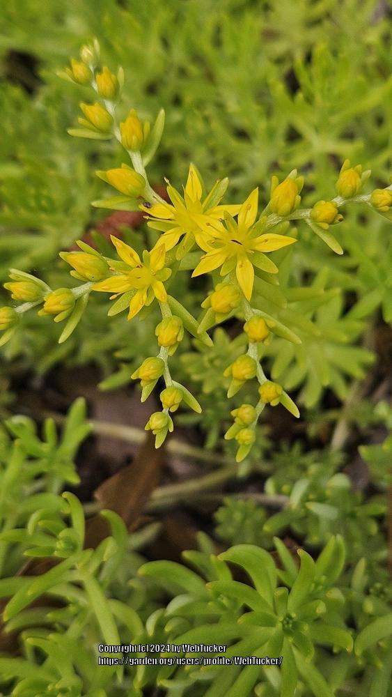 Photo of the bloom of Mexican Stonecrop (Sedum mexicanum) posted by ...