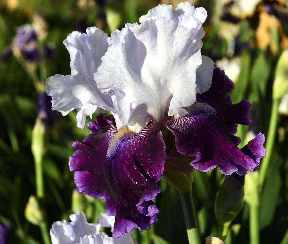 Tall Bearded Iris (Iris 'Russian River') in the Irises Database ...