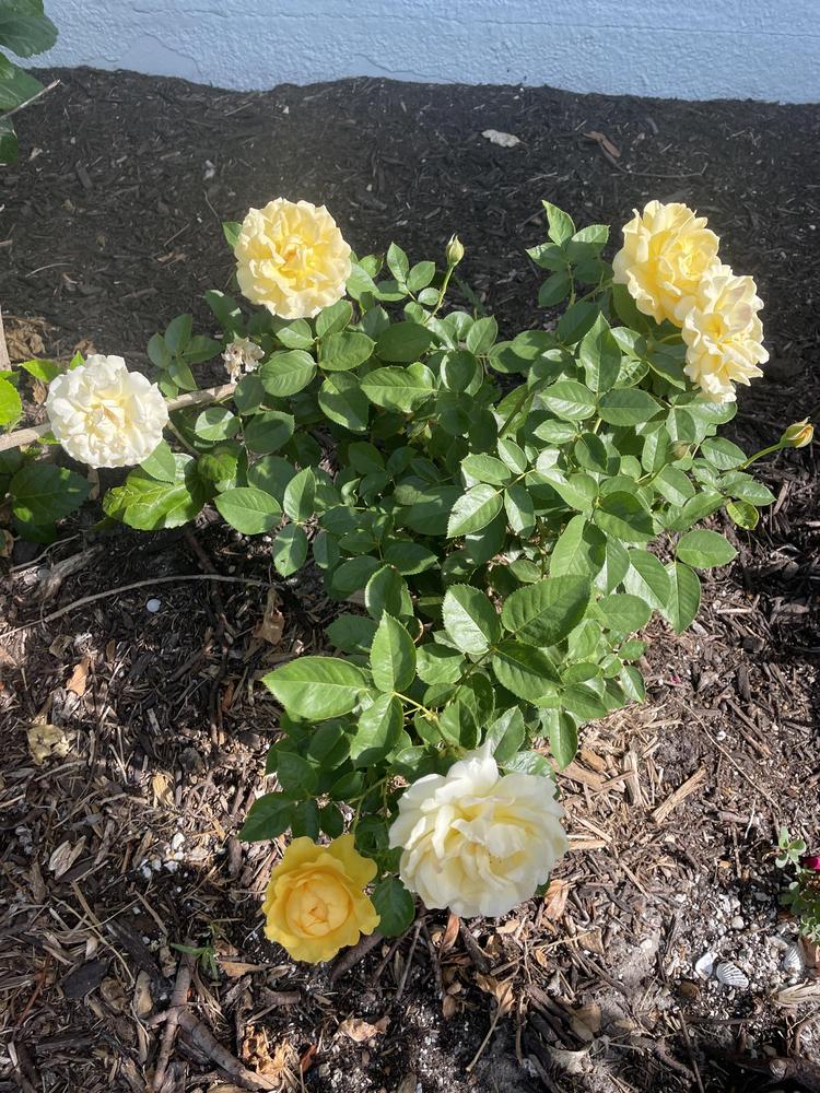 Photo of the entire plant of Rose (Rosa 'King's Ransom') posted by ...
