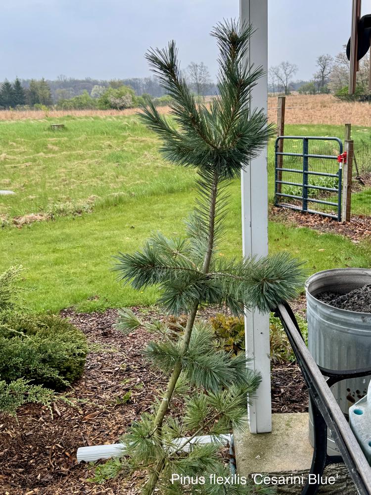 Photo of the entire plant of Limber Pine (Pinus flexilis 'Cesarini Blue ...
